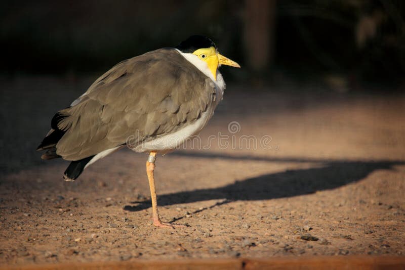 A Masked Plover or Lapwing stock photo. Image of path - 60773658