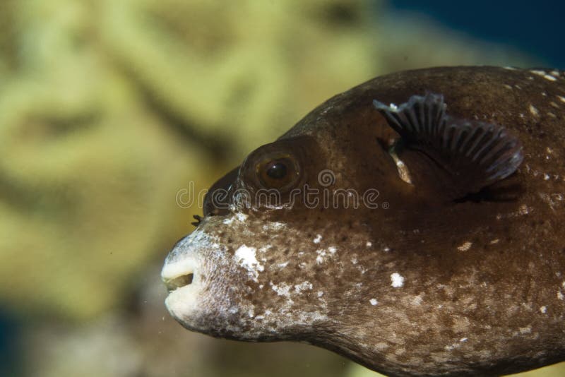 Masked Puffer (arothron Diadematus) Stock Image - Image of nature ...