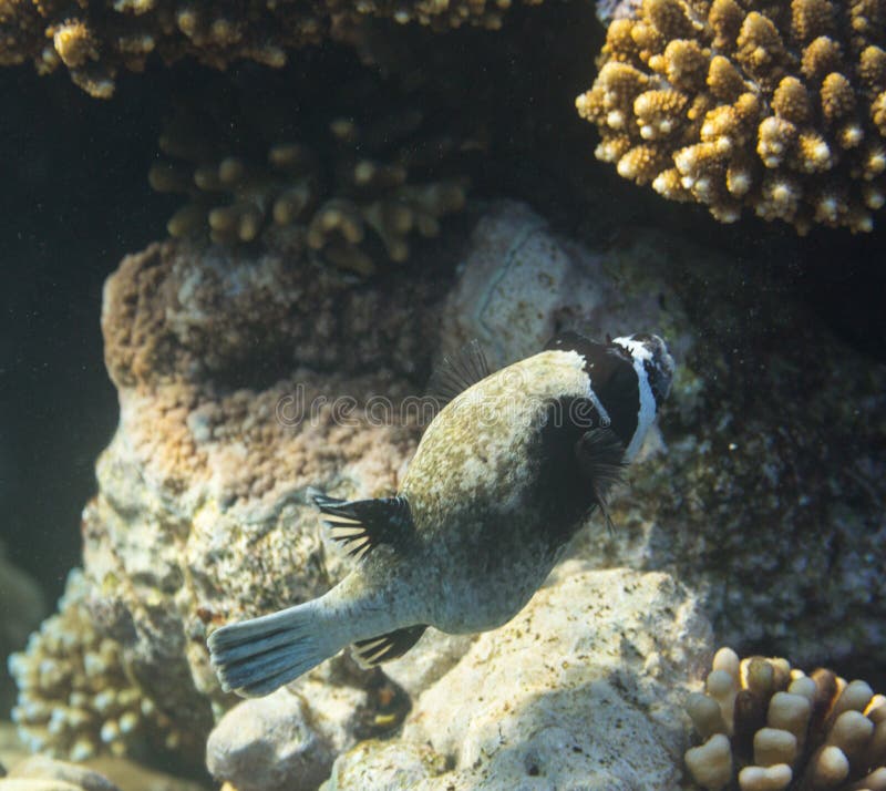 Masked puffer stock image. Image of beautiful, strange - 36599475