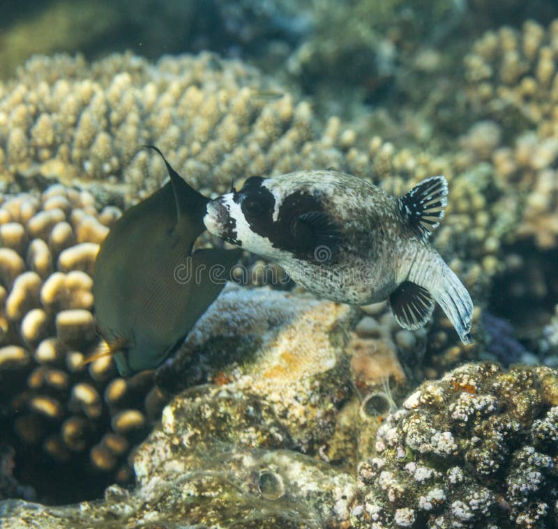 Masked puffer stock photo. Image of chordata, coral, rope - 36599476