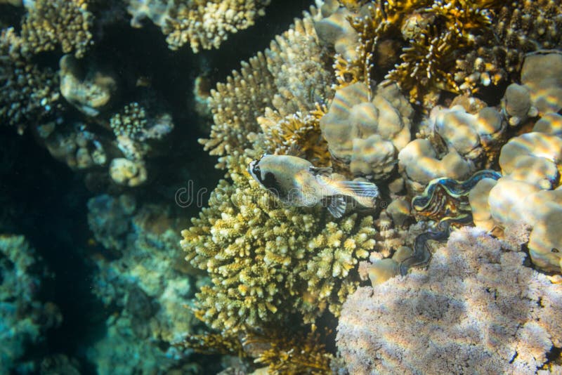 Masked puffer stock image. Image of fish, egypt, actinopterygii - 36599499