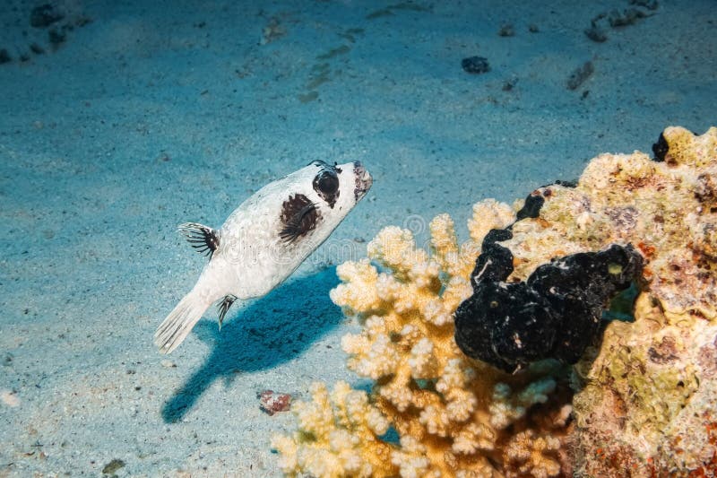 Masked Puffer, Red Sea stock photo. Image of arothron - 281102960