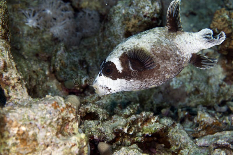Masked Puffer (arothron Diadematus) Stock Photo - Image of masked ...