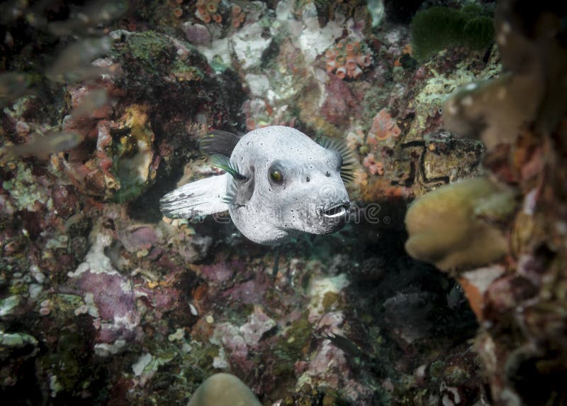 Masked Puffer Fish among the Many Colors of Corals Stock Image - Image ...