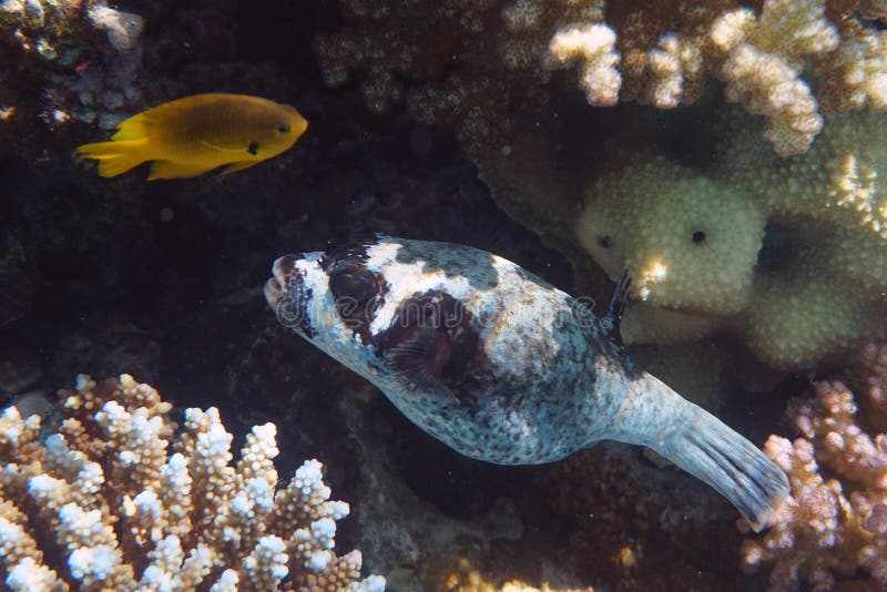 The Masked Puffer, Arothron Diadematus Fish Stock Image - Image of ...