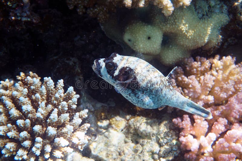 Masked Puffer Fish from the Red Sea Stock Photo - Image of puffer ...