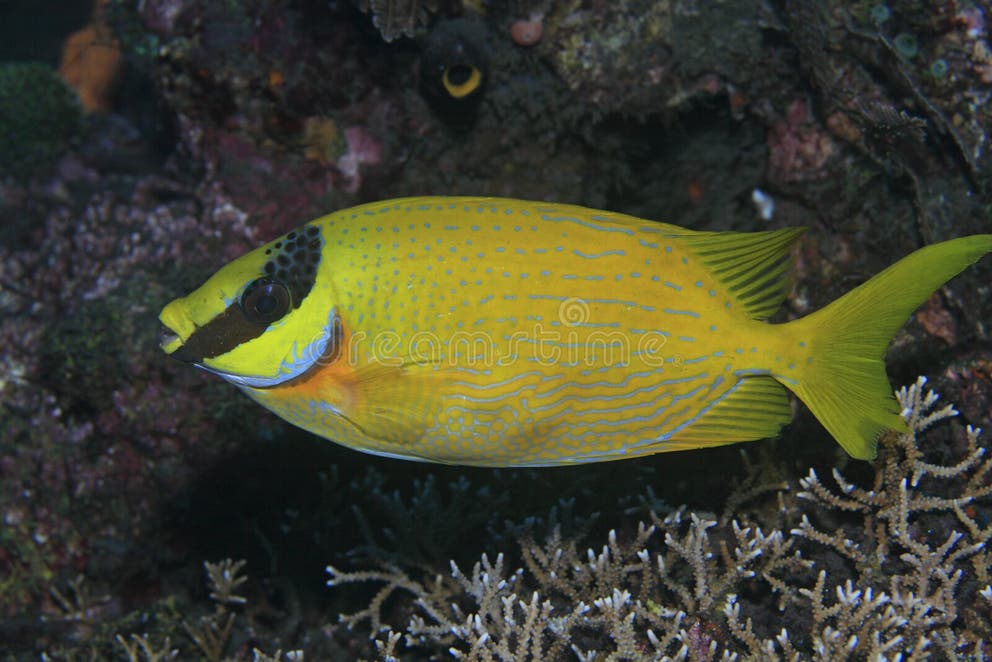 Masked rabbitfish stock image. Image of fishes, beautiful - 24918693