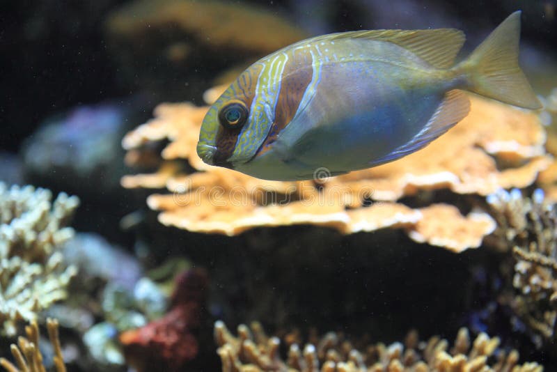 Masked rabbitfish stock image. Image of fishes, beautiful - 24918693