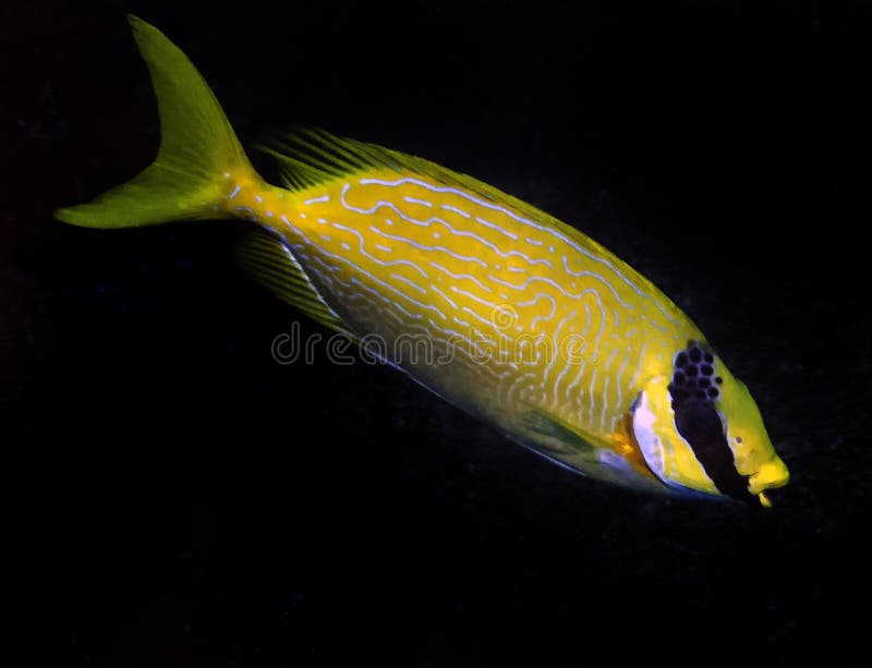 A Masked Rabbitfish stock image. Image of ocean, masked - 205145475