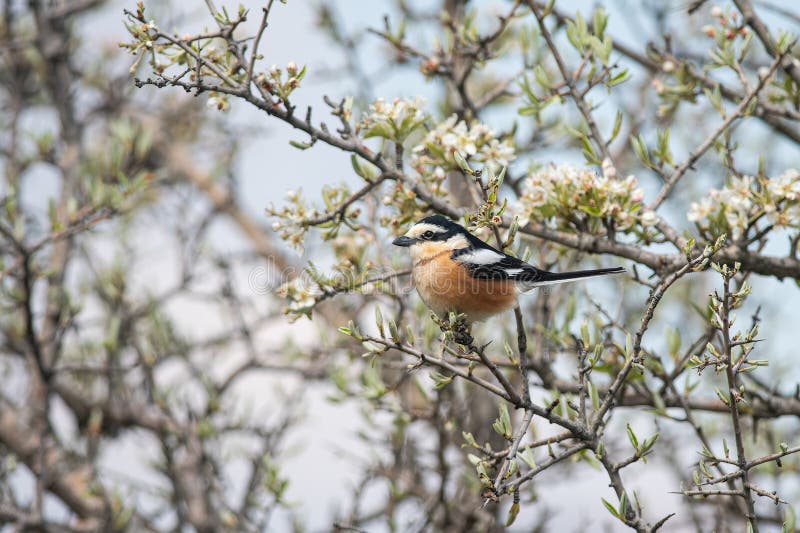 Masked Shrike Lanius Nubicus Tree Branch Stock Photos - Free & Royalty ...