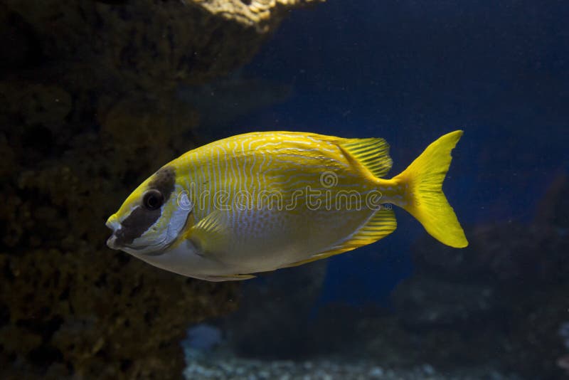 The Masked Spinefoot Siganus Puellus. Stock Image - Image of undersea ...