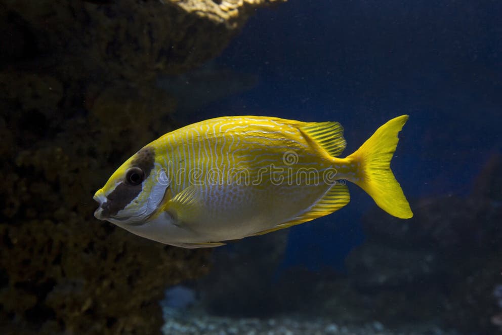 The Masked Spinefoot Siganus Puellus. Stock Image - Image of undersea ...