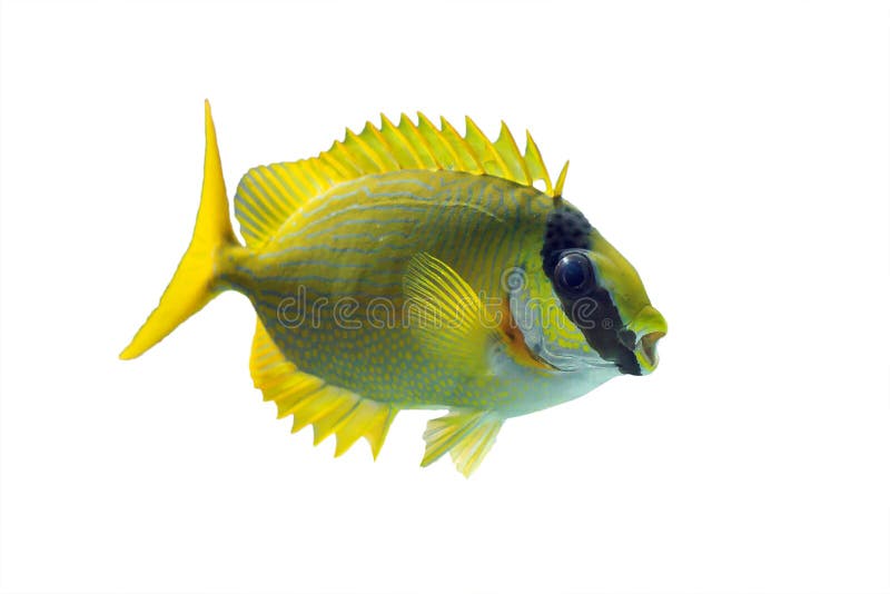 The Masked Spinefoot on White Stock Photo - Image of marine, aquatic ...
