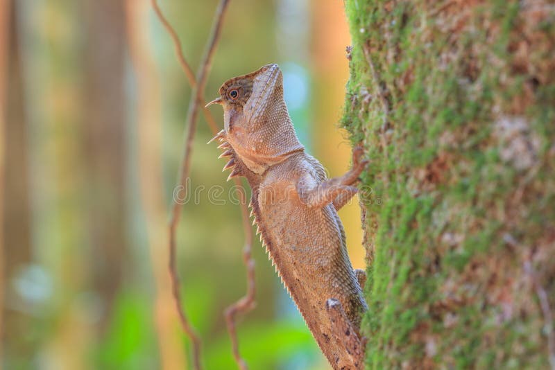 Masked Spiny Lizard on Tree Stock Image - Image of green, detail: 76851033