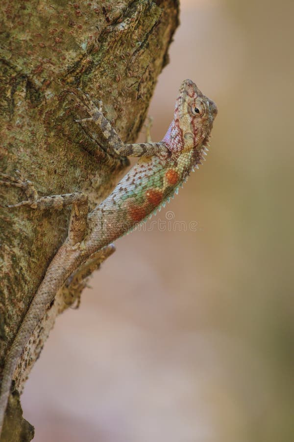 Masked Spiny Lizard on Tree Stock Image - Image of vertebrate, tropical ...