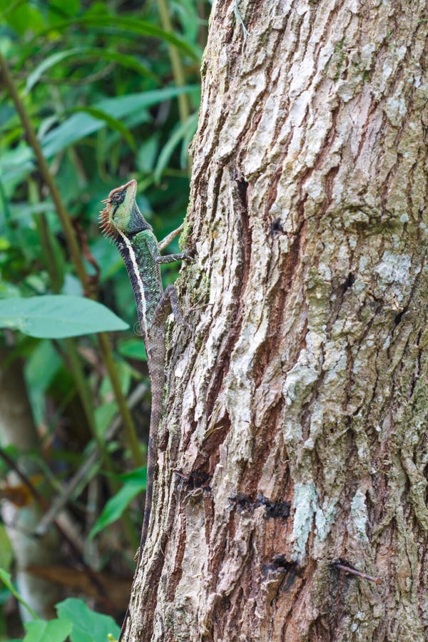 Masked Spiny Lizard on Tree Stock Image - Image of natural, wild: 80393555