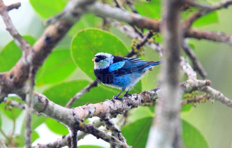 Rainforest in Ecuador stock image. Image of wood, foliage - 29964305