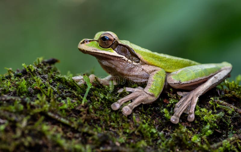 Masked tree frog stock photo. Image of tree, central - 20619818