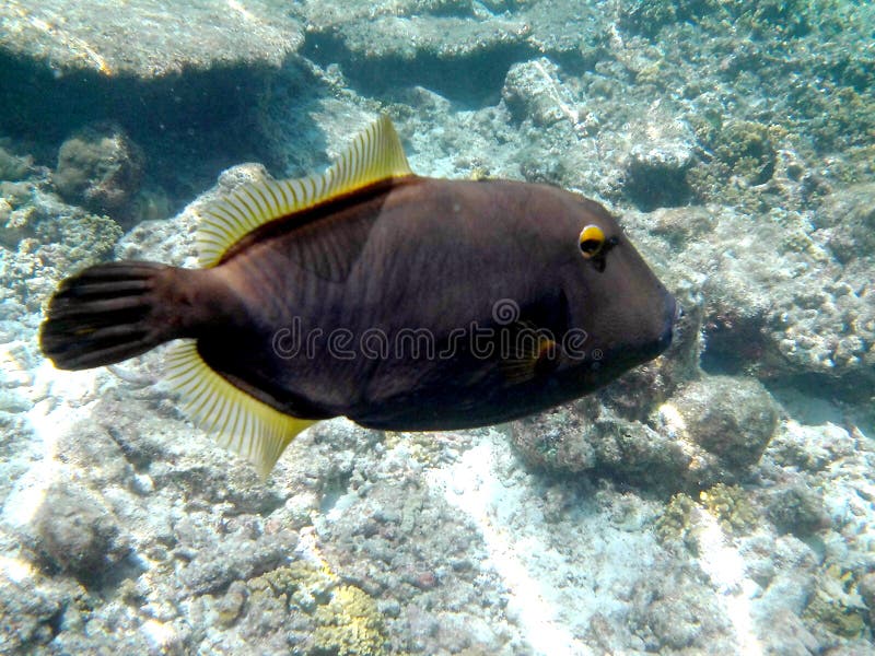 Masked Triggerfish in Indian Ocean in Closeup View Stock Image - Image ...