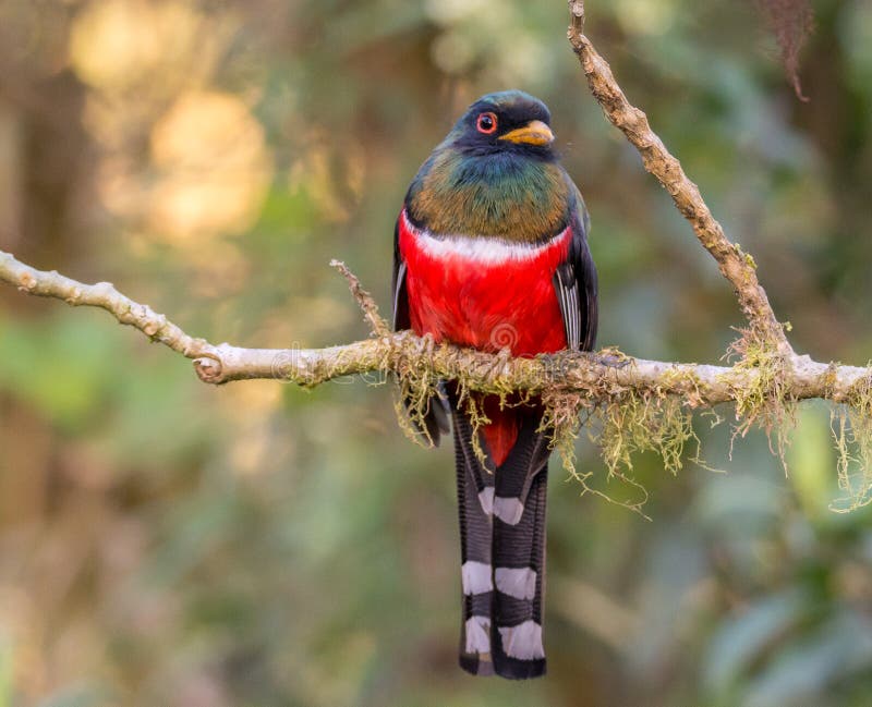 Masked Trogan stock image. Image of bird, beauty, sunset - 76943085