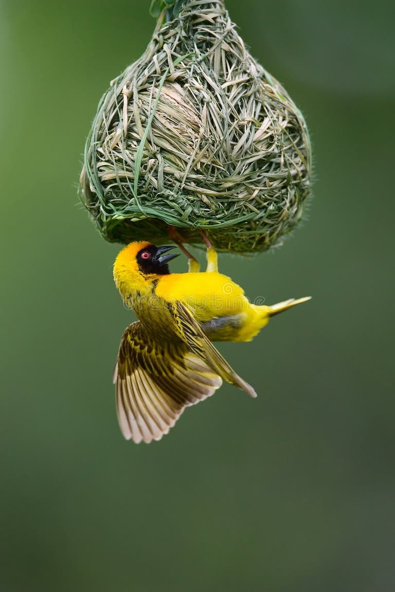 127 Southern Masked Weaver African Wild Bird Background Building Stock ...