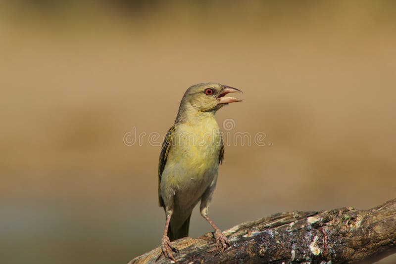 Masked Weaver African Gamebird Stock Photos - Free & Royalty-Free Stock ...