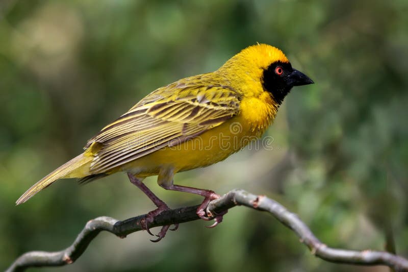 Masked Weaver Bird stock image. Image of unspoiled, animal - 12926217