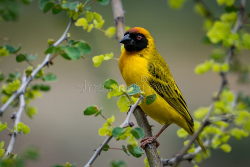 Masked Weaver Bird on Branch Facing Camera Stock Photo - Image of ...