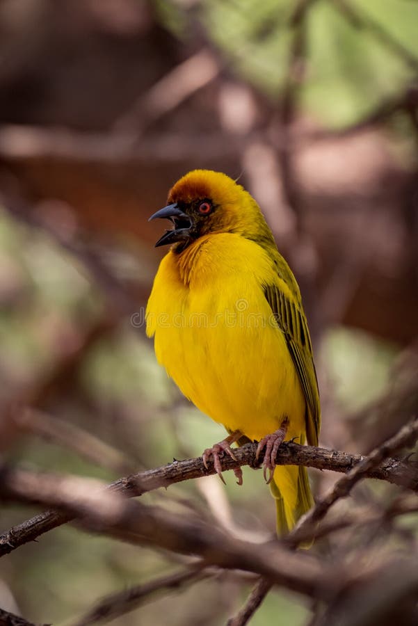 Masked Weaver Bird Opens Mouth on Branch Stock Photo - Image of ...