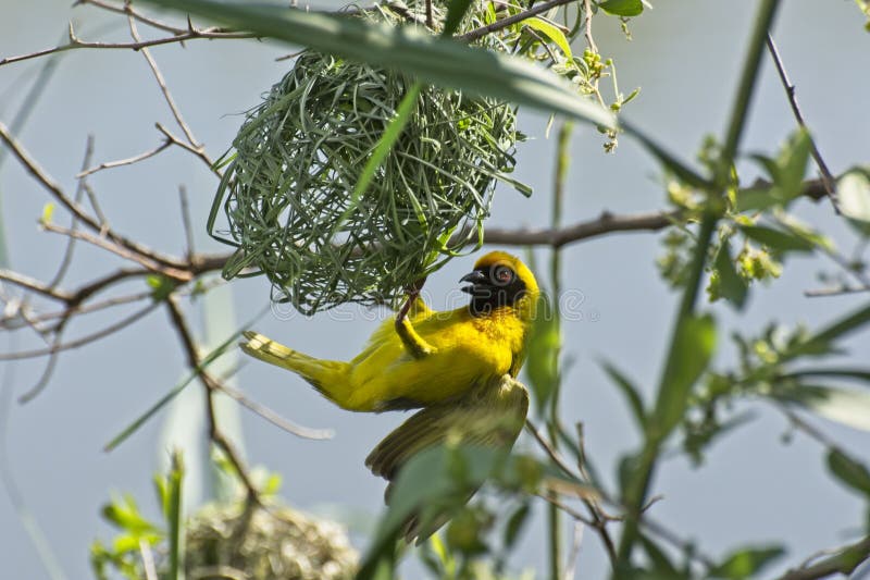 Masked Weaver Building a Nest Stock Photo - Image of reserve, closeup ...