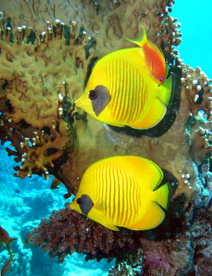 Maskerad fjärilsfisk fotografering för bildbyråer. Bild av tropiskt ...