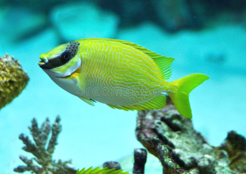 Maskerad Rabbitfish - Siganus Puellus Arkivfoto - Bild av storartat ...