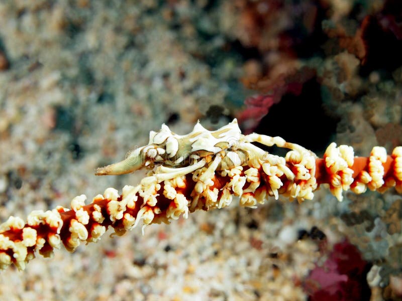 Masking of the small crab stock photo. Image of dive - 29325338