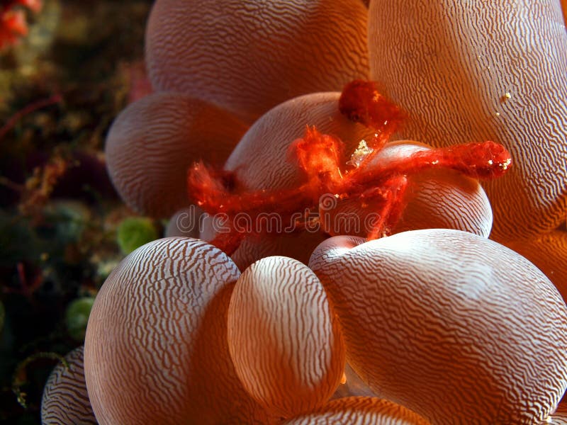 Masking of the small crab stock photo. Image of water - 29522674