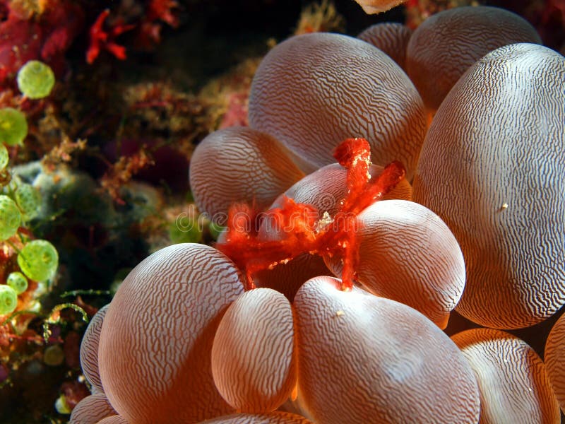 Masking of the small crab stock image. Image of water - 29522721