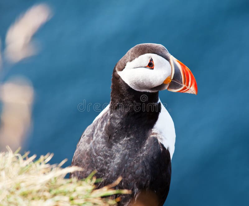 Maskonur w trawie obraz stock. Obraz złożonej z biały - 82381225