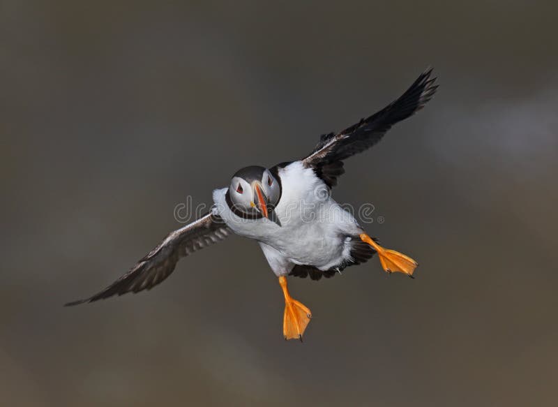 Latający Maskonur Śliczny Ptak Na Rockowej Falezie Atlantycki Maskonur ...