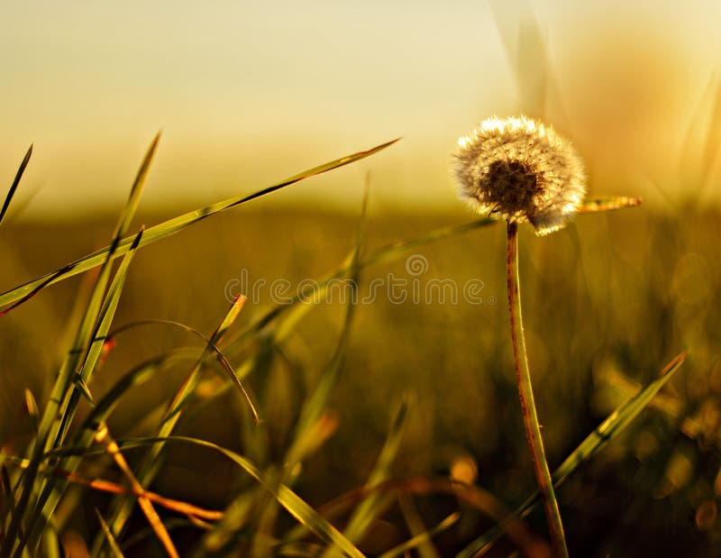 Maskros fotografering för bildbyråer. Bild av himmel - 101270799