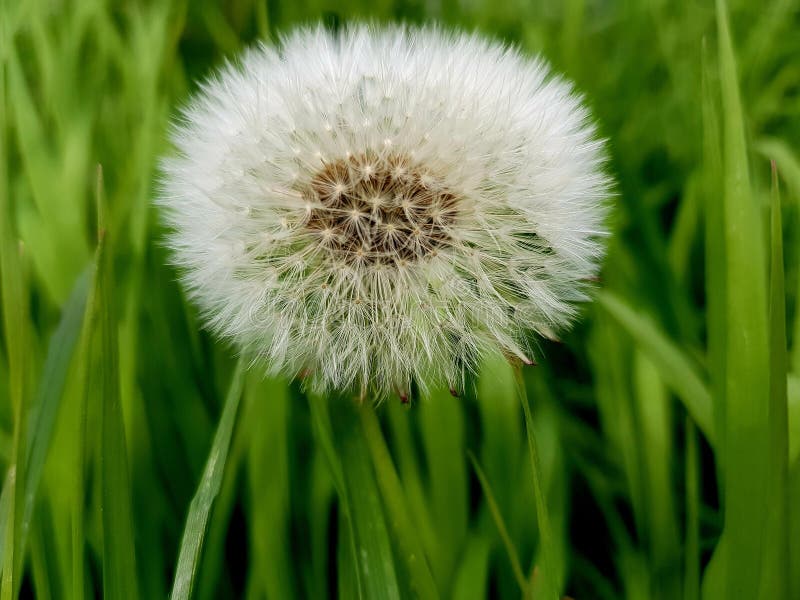 Maskros arkivfoto. Bild av frö, grön, växt, emot, maskros - 116876828