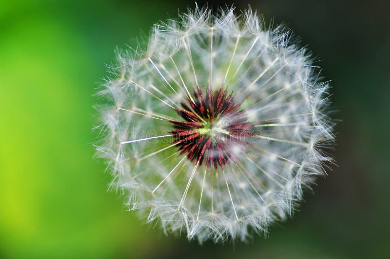 Maskros arkivfoto. Bild av fluffigt, livstid, fertilitet - 9953328