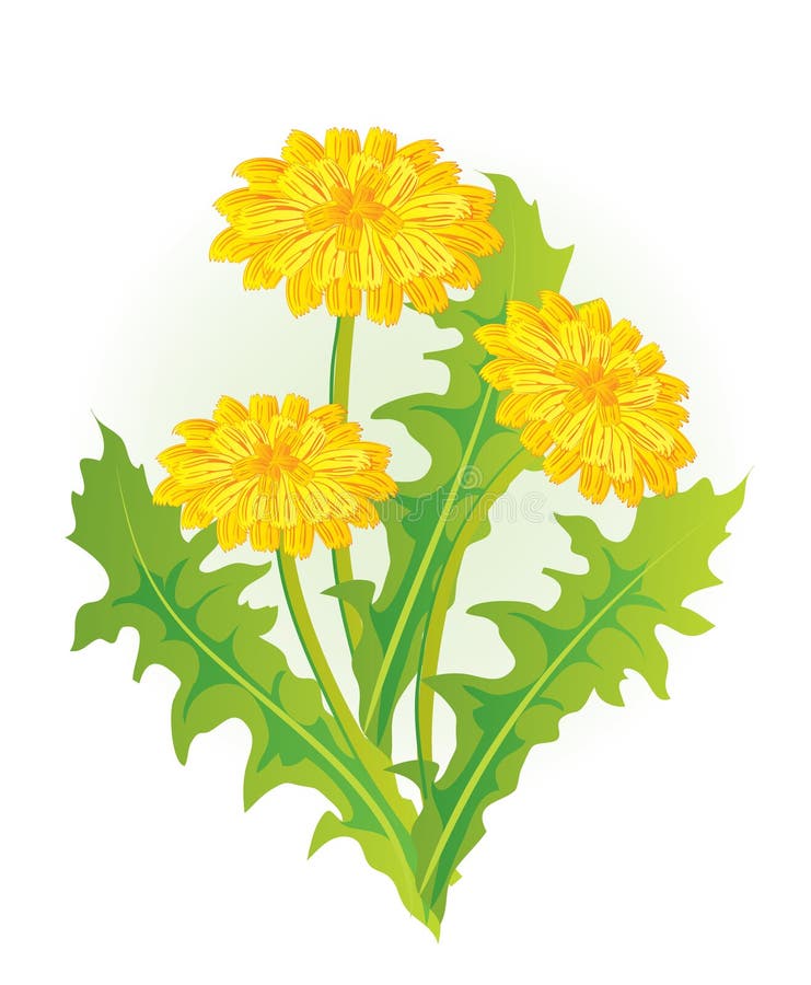 Maskros Stock Illustrationer, Vektorer, & Clipart – (6,582 Stock ...