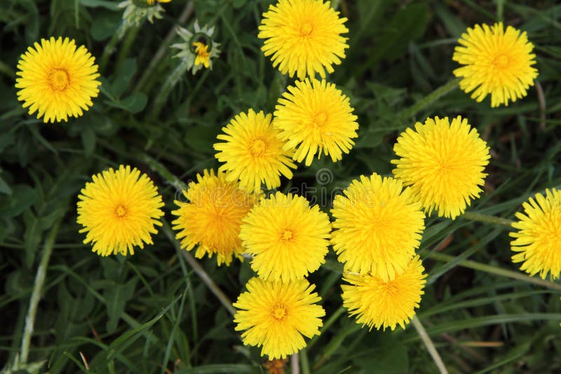 Maskros arkivfoto. Bild av läkarundersökning, ört, väx - 19432888