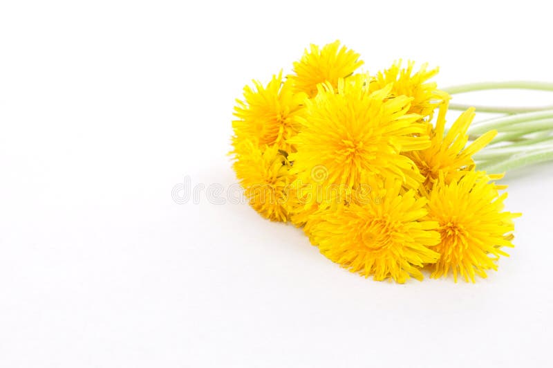 Maskros fotografering för bildbyråer. Bild av växt, stänga - 20753083