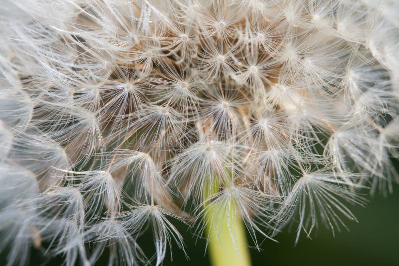 Maskros arkivfoto. Bild av bakgrund, lövverk, abstrakt - 20930814