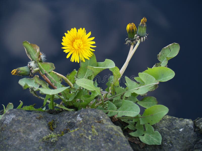 Maskros fotografering för bildbyråer. Bild av huvud, petaler - 24622317
