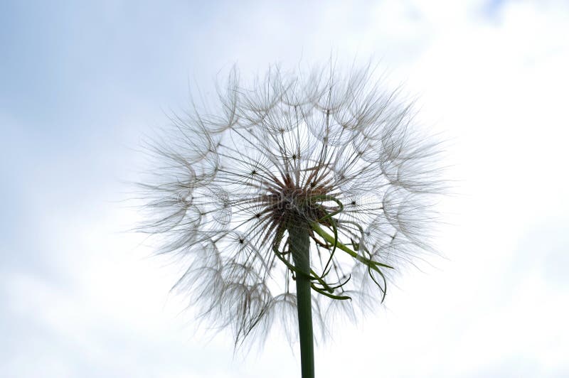 Maskros arkivfoto. Bild av maskros, kant, vild, blomma - 3544646