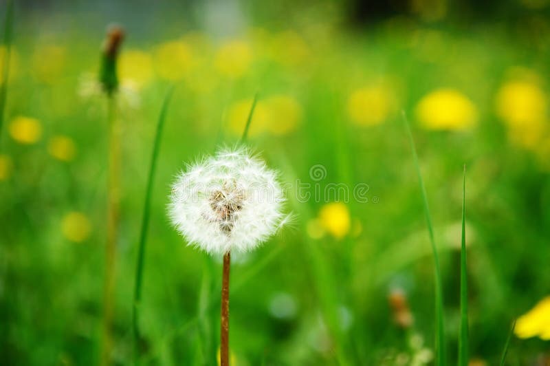 Maskros arkivfoto. Bild av bakgrund, sommar, fjäder, natur - 28682554
