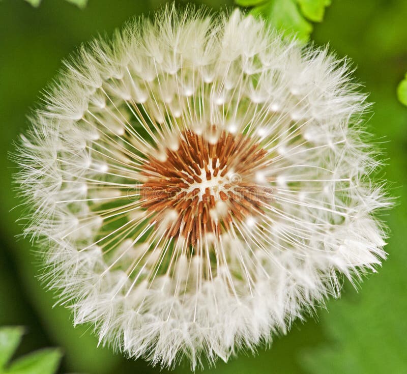 Maskros Bild. Bild: 24650819