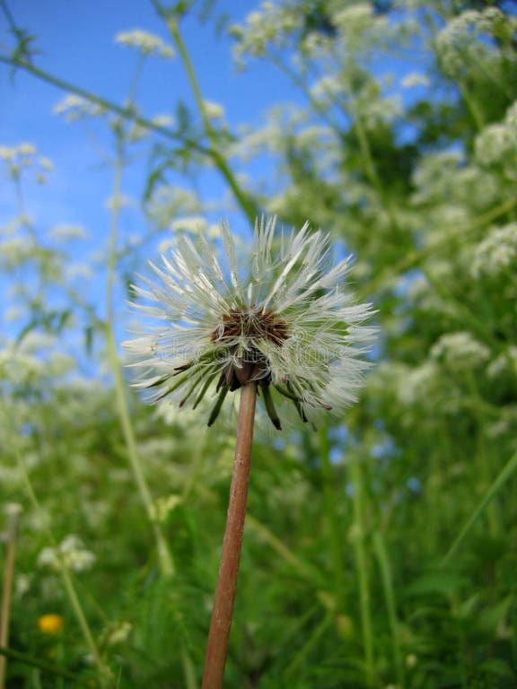 Maskros arkivfoto. Bild av maskros, kant, vild, blomma - 3544646