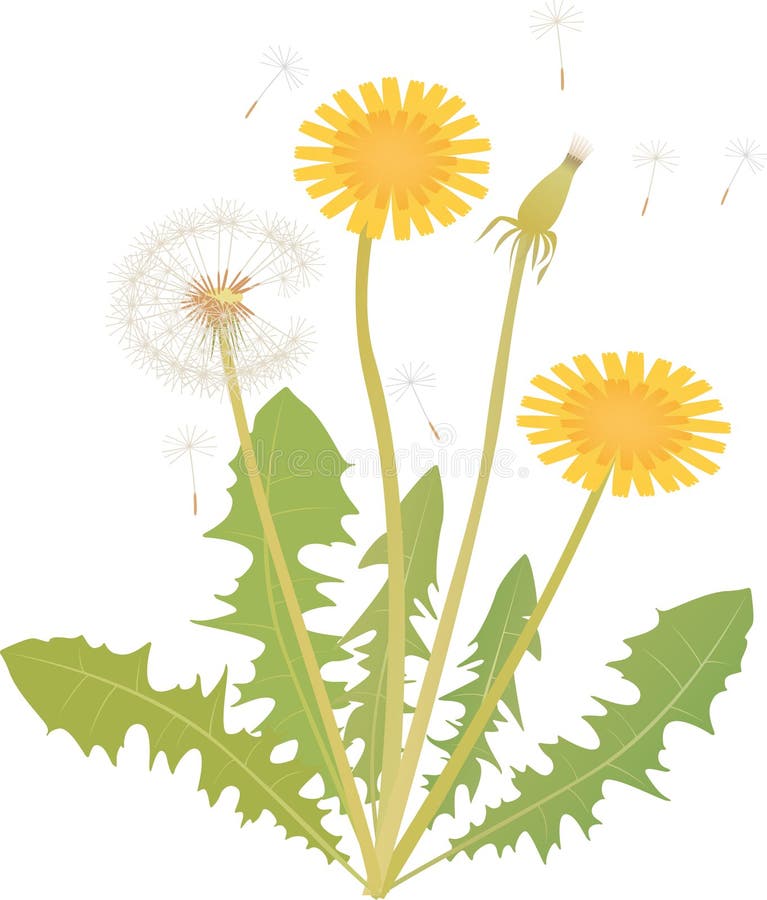 Maskros Bild. Bild: 4849067